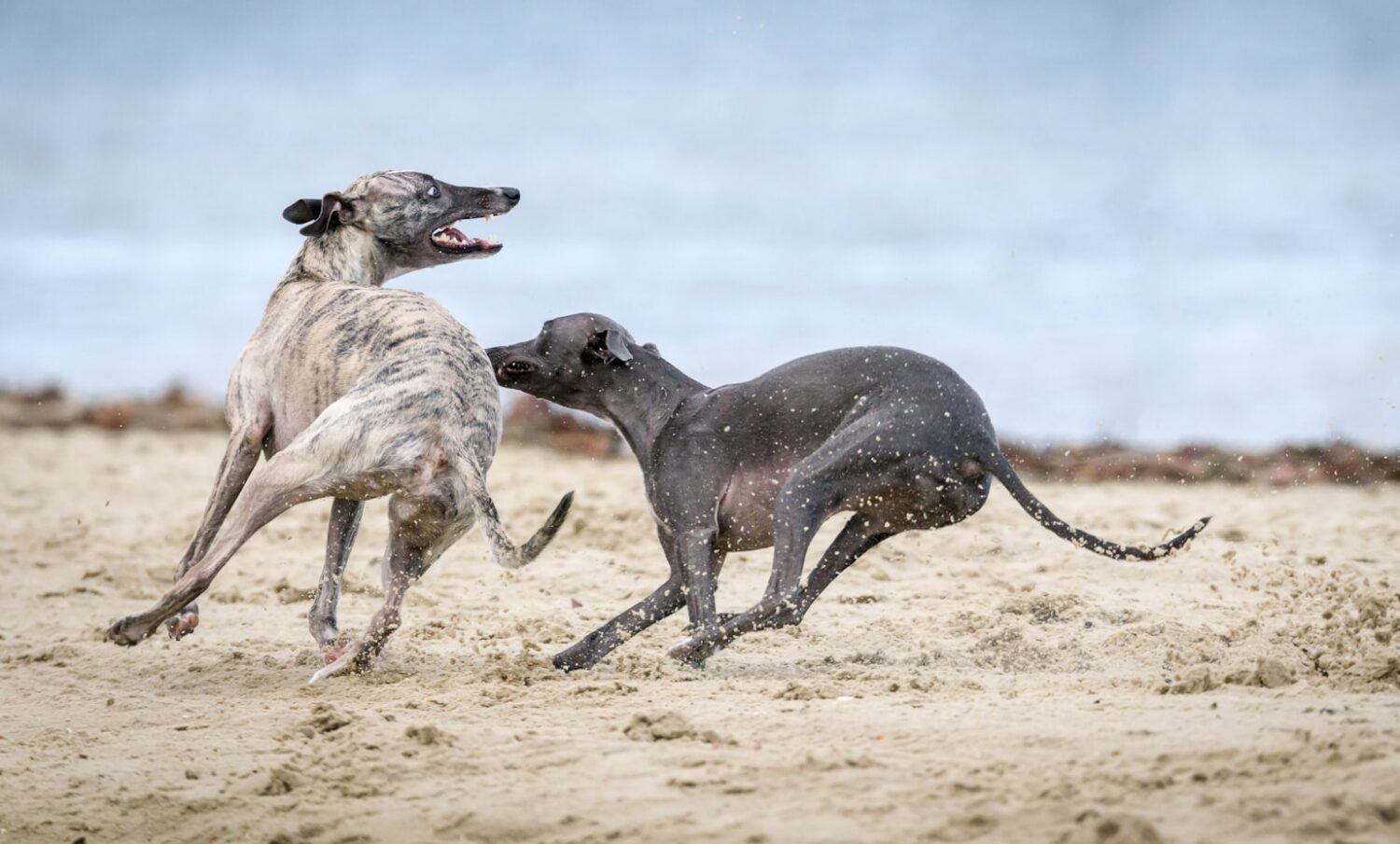 Greyhound Dog Breed Guide