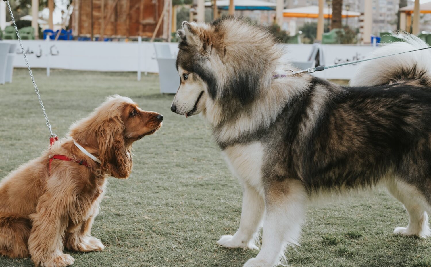 Complete Dog Size Chart to Find the Perfect Pooch Breed for You