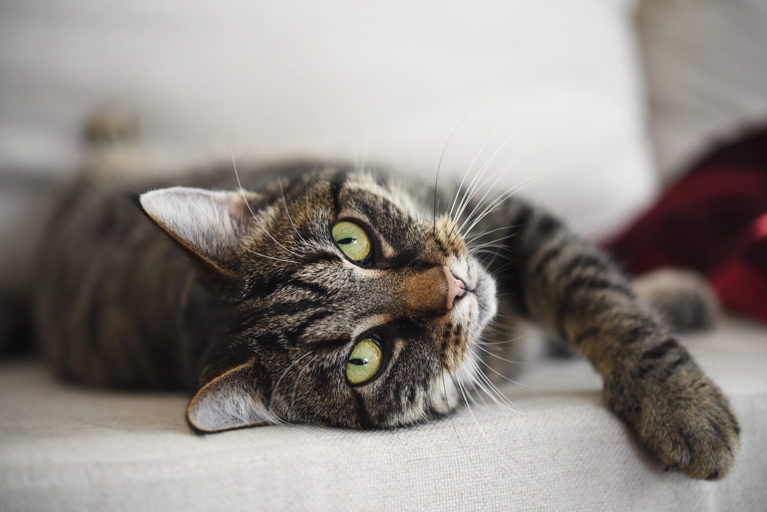 How to Interpret Your Cat's Body Language