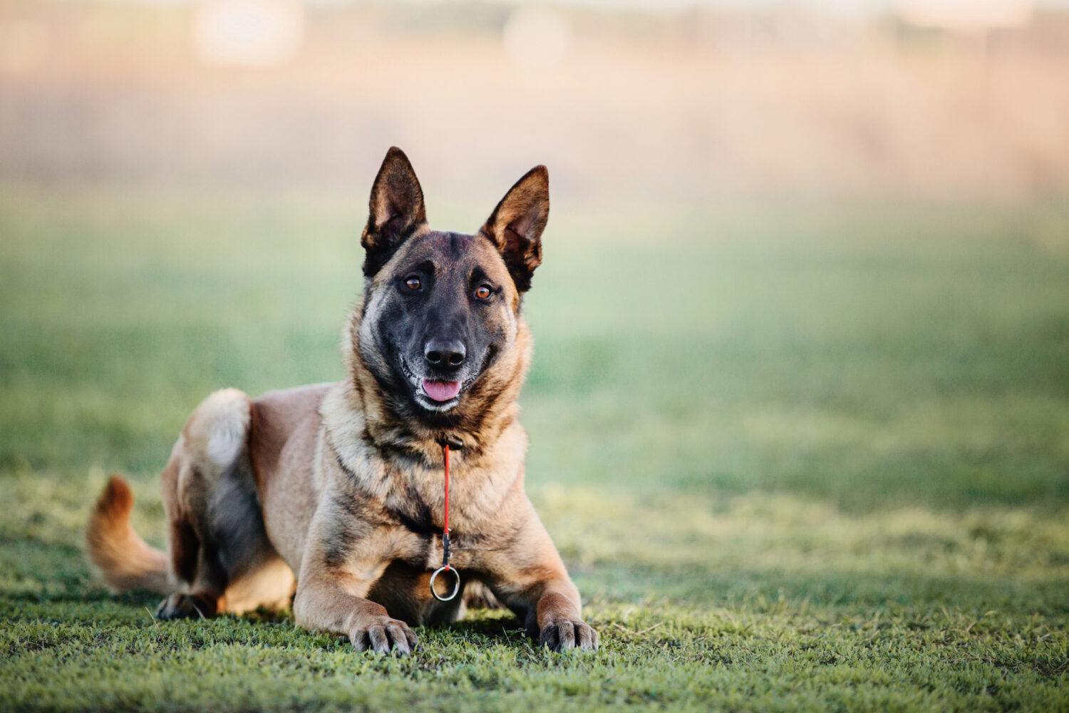 Belgian Malinois Dog Breed Guide