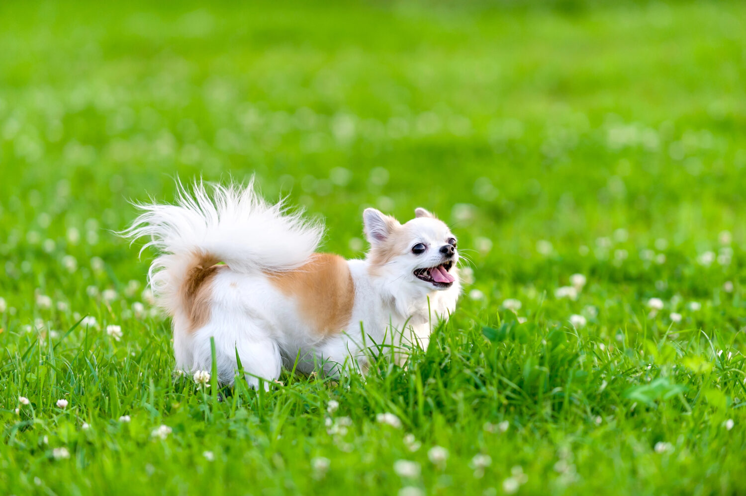 Chihuahua Dog Breed Guide